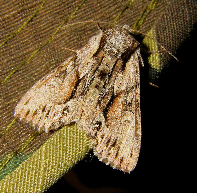 Fly Fishing In Yellowstone National Park: 07/01/2017 - 08/01/2017