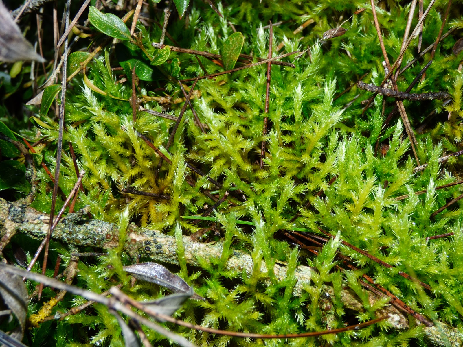 El Saúco - Industrias y andanzas de un naturalista ibérico: Paseo por ...