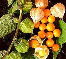 Ciplukan fruit treat pain diabetes, lung disease and other