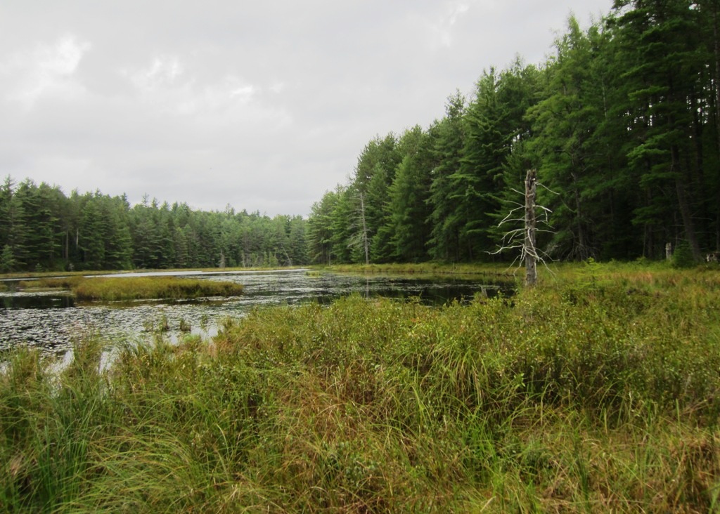 Windswept Adventure: Chapter 2 - Hike To Grasse Pond, Debar Mountain ...
