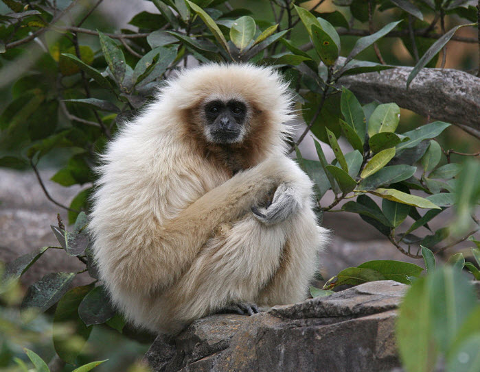 Gibbon | The Biggest Animals Kingdom