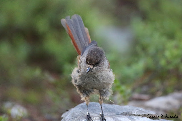 CRÒNIQUES NATURALISTES: PASSERIFORMES II