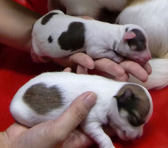 Blog How to Choose a Dog