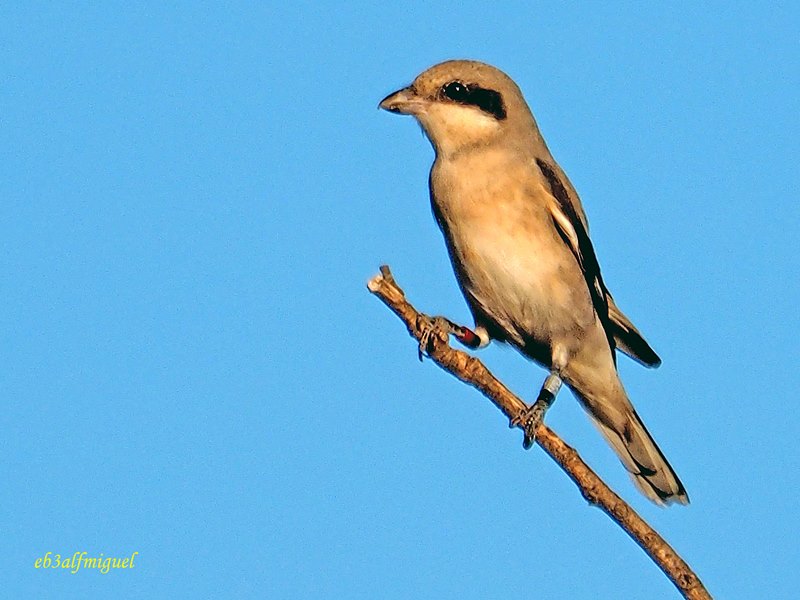 MIS AMIGAS LAS AVES: Juvenil de Alcaudón chico (Lanius minor)