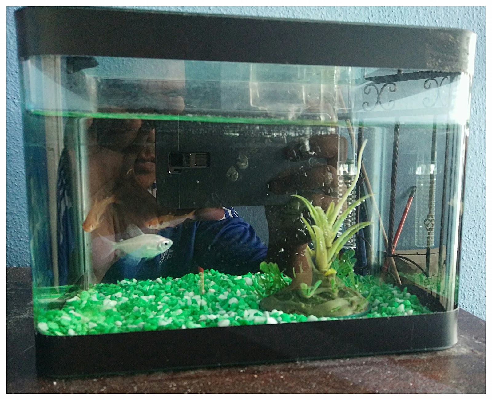 #62 Cara Membela Ikan Hiasan - Bayyinat