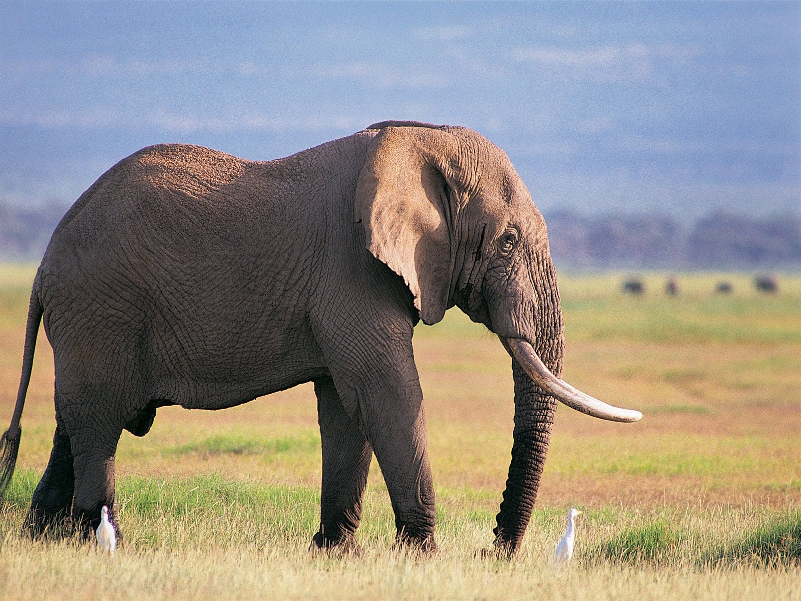 Elephant Wallpaper Pack 2 (1600x1200) | All Entry Wallpapers