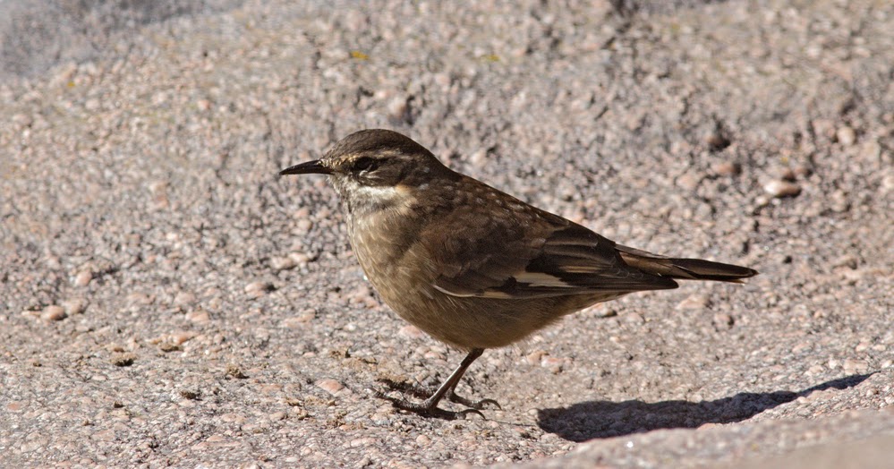 mis fotos de aves: Cinclodes olrogi Remolinera Chocolate Olrog's Cinclodes