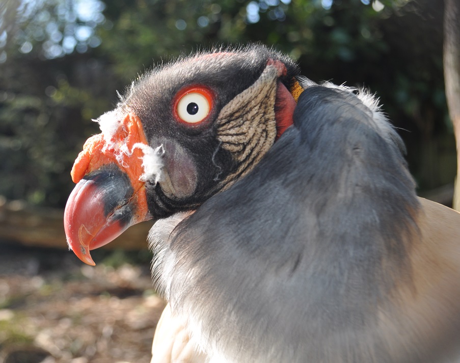 ZOOTOGRAFIANDO (6.100 ANIMALS): ZOPILOTE REY / KING VULTURE ...