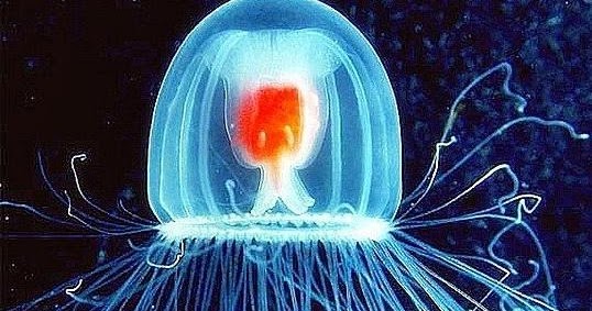 ElJoseLuis: MEDUSA TURRITOPSIS NUTRICULA, EL ÚNICO SER VIVO INMORTAL