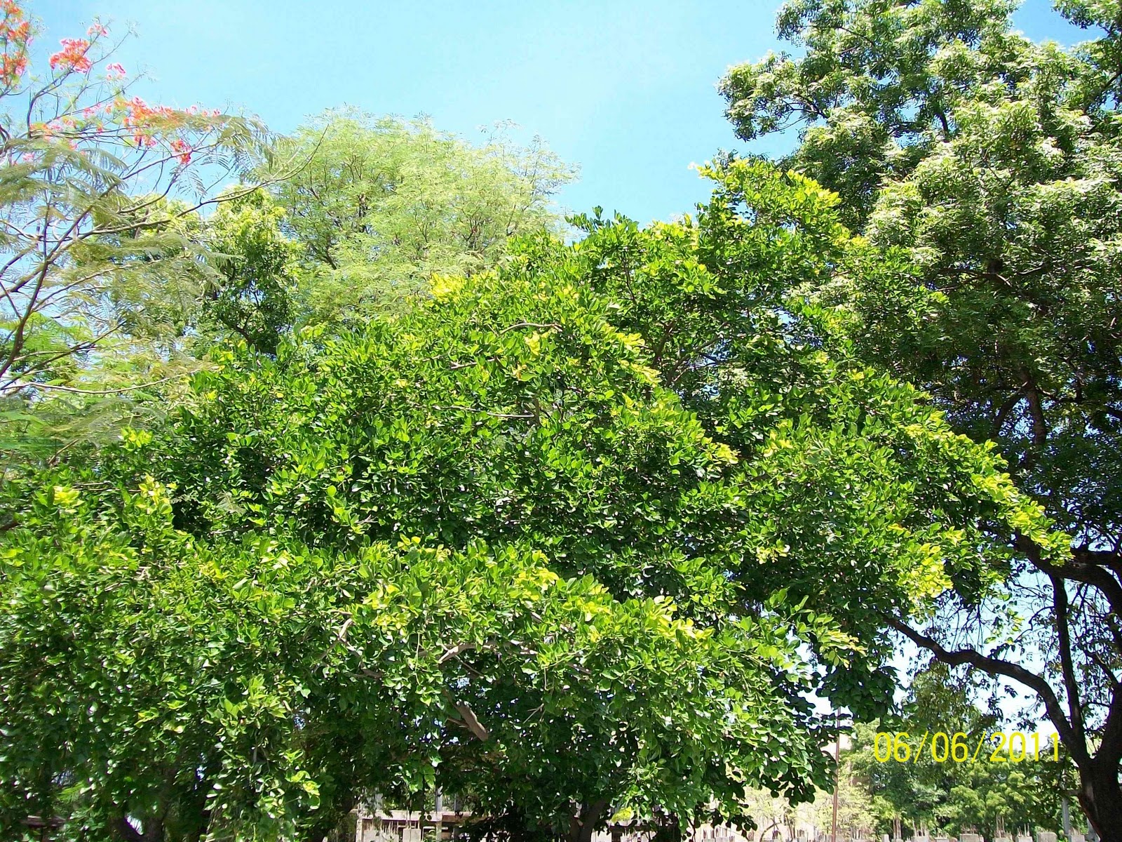 Prakruti -Mother Nature: Pongam Tree(Karanje) in Summer,