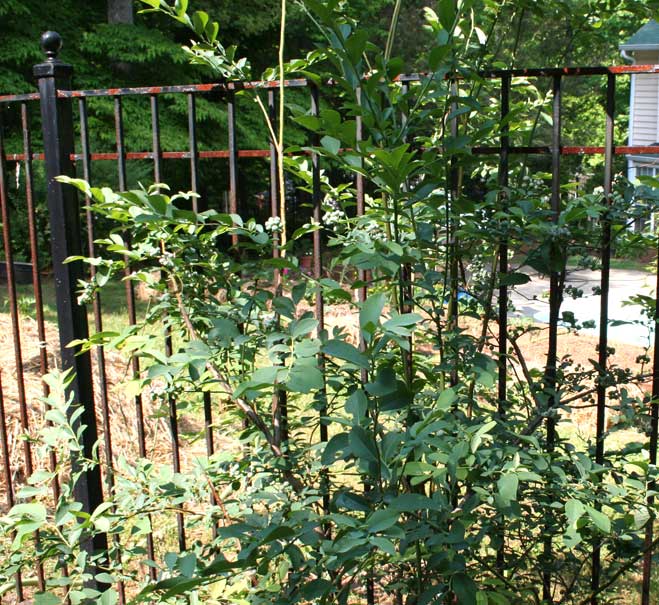 Everyday Finesse: More from Charlotte Nelson's garden