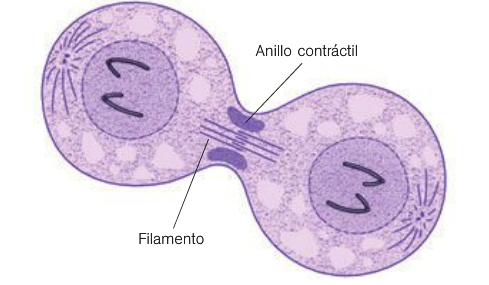 Departamento de Biología IES Laguna de Tollón: Multiplicación de las ...
