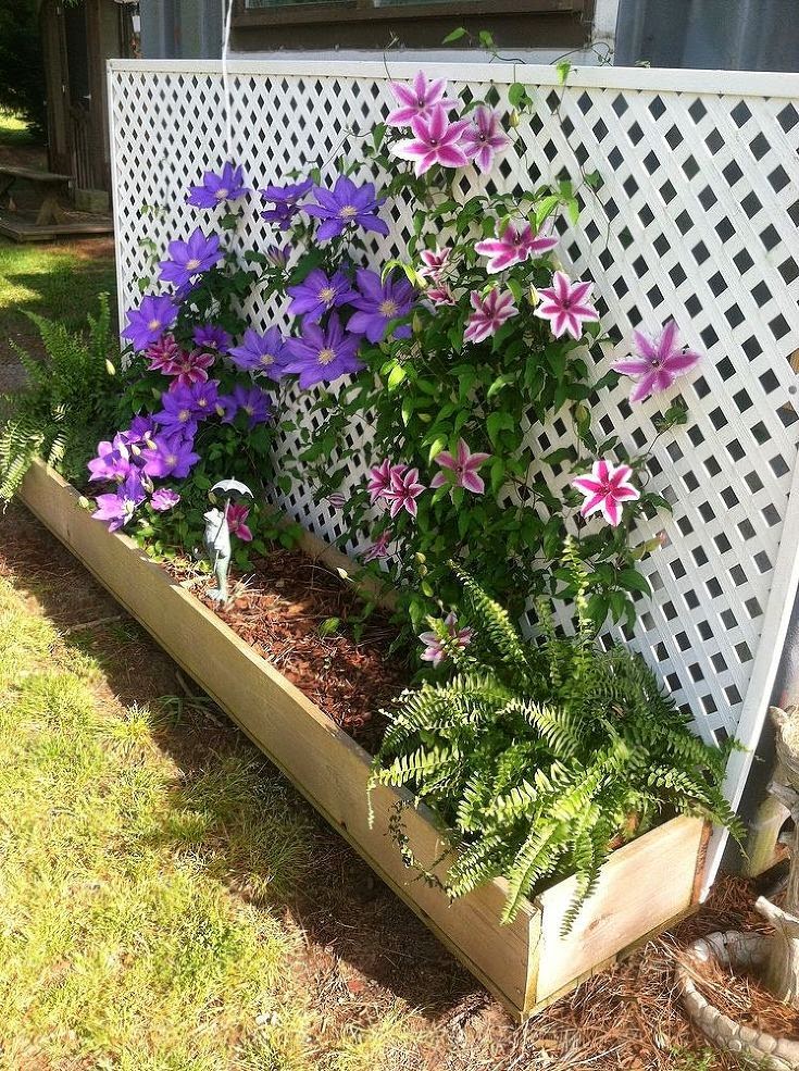 GardenLovers My Clematis Flower Box Bed Made From Ideas On Pinterest I Saw This On gardenlovers-my-clematis-flower-box-bed-made-from-ideas-on-pinterest-i-saw-this-on