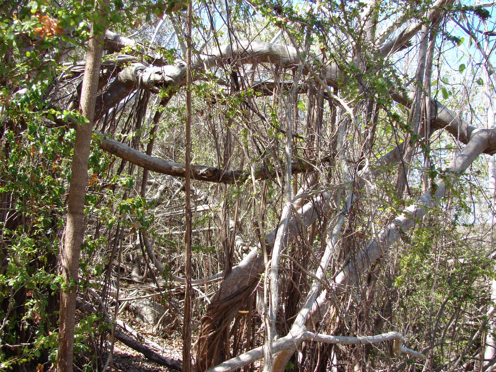 "Kaos" Caribbean Kapers: Isla Caja des Muertes