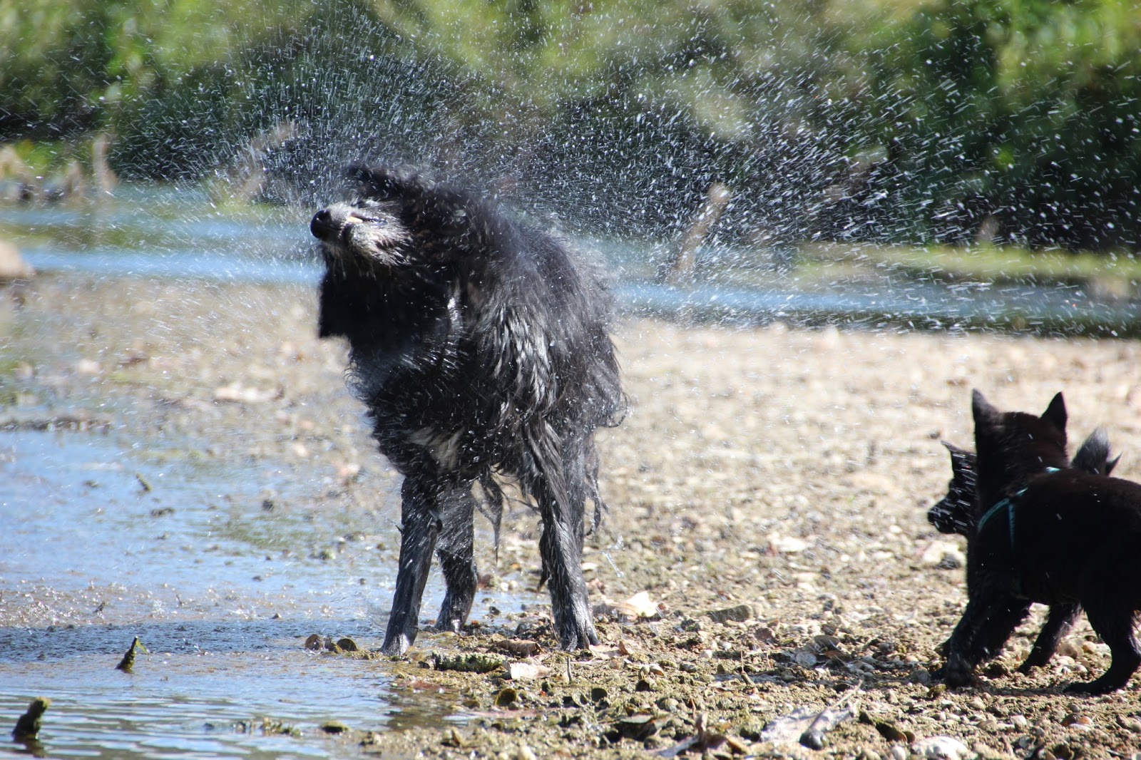 Schipperke ma passion...: Attention voici Choupa