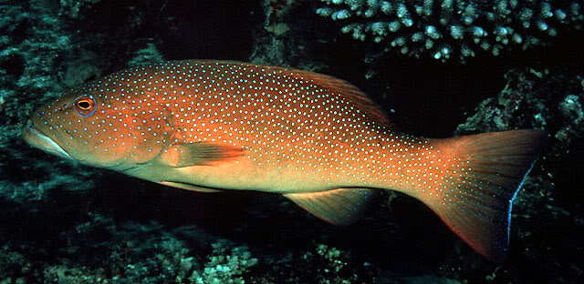 IKAN KERAPU SUNU ~ MERAHMATA FISHING