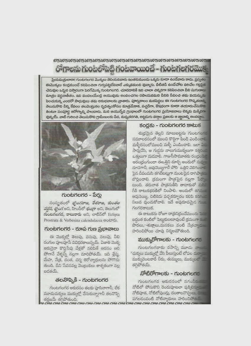 AYURVEDAM - ఆయుర్వేదం: DR . ELCHURI RECIPES WITH GUNTAGALAGARA (THISTLES )