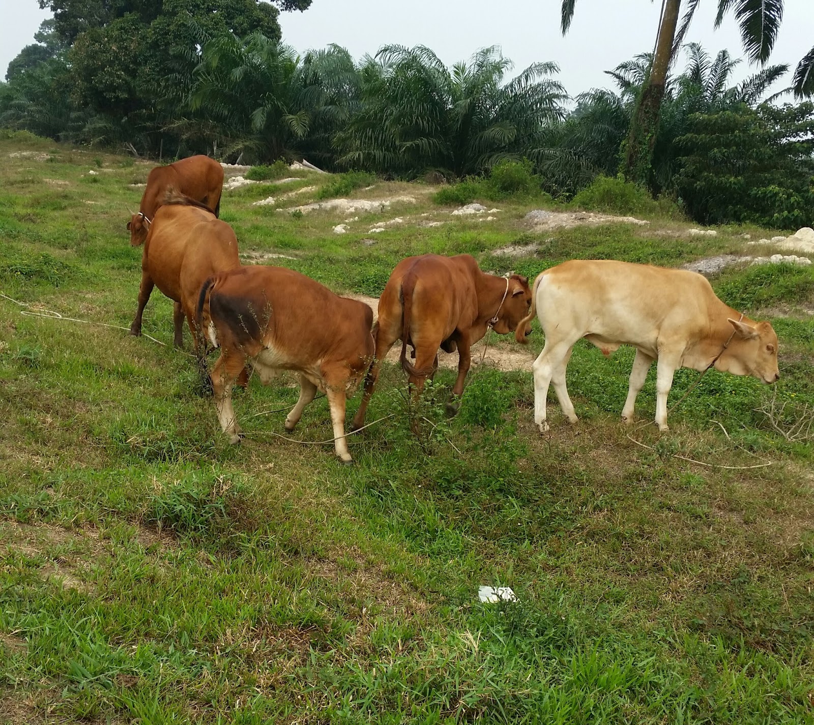 Warisan Petani: Ternakan Lembu 2