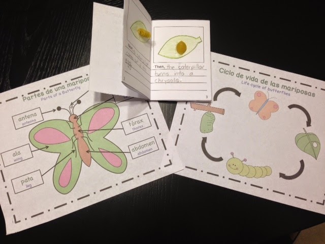 Enchanting Classroom: Butterflies