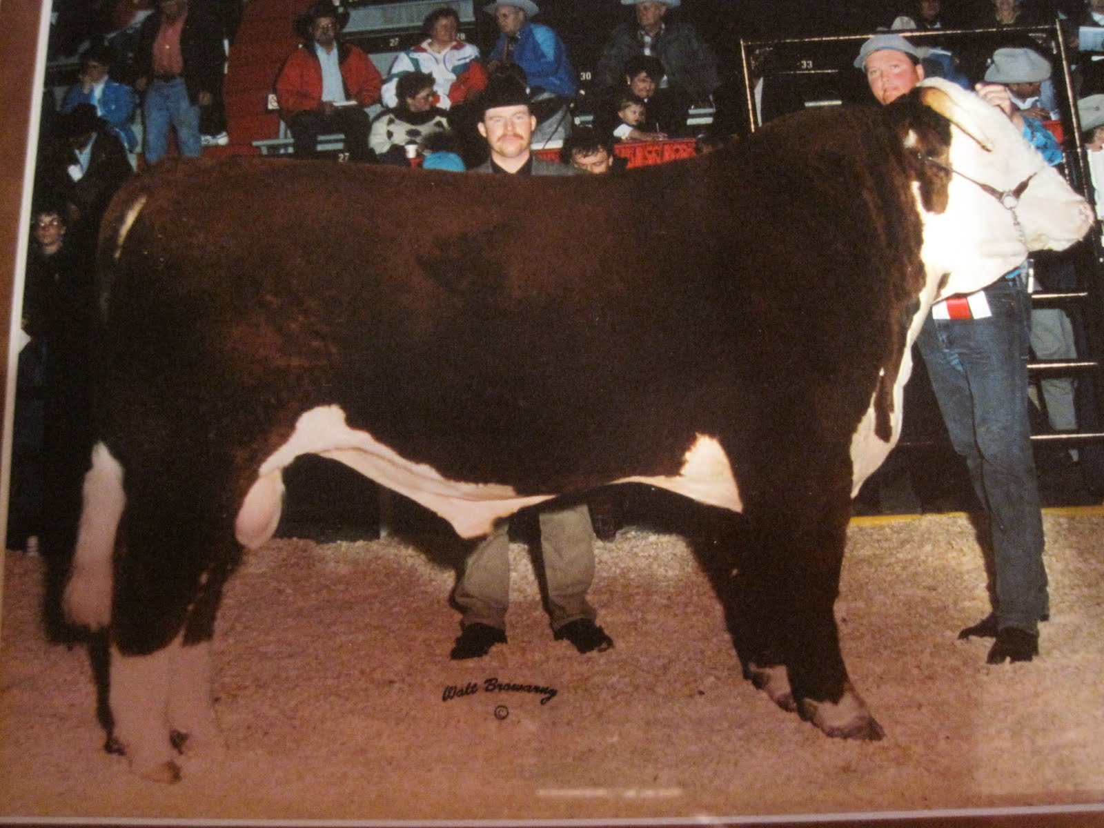 Down on the Farm: "The Calgary Bull Sale"