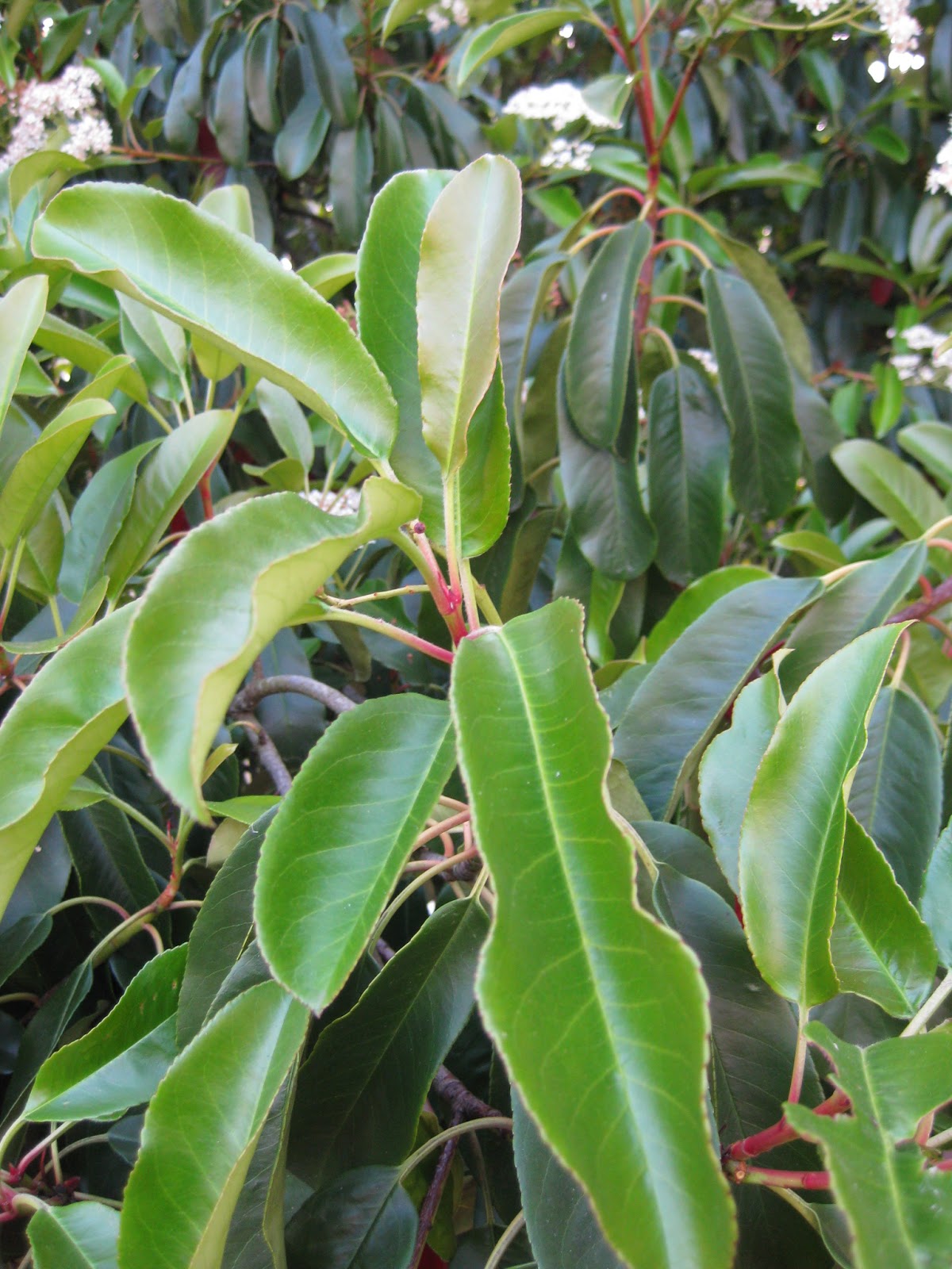 Trees of Santa Cruz County: Photinia serratifolia - Chinese Photinia