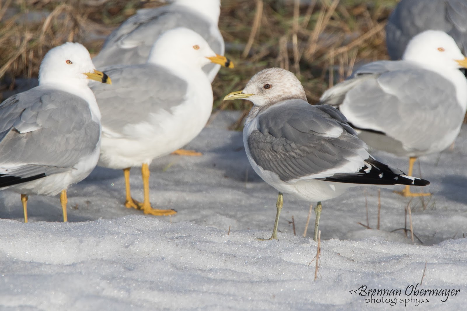 Bev's Nature Blog: Mew Gull