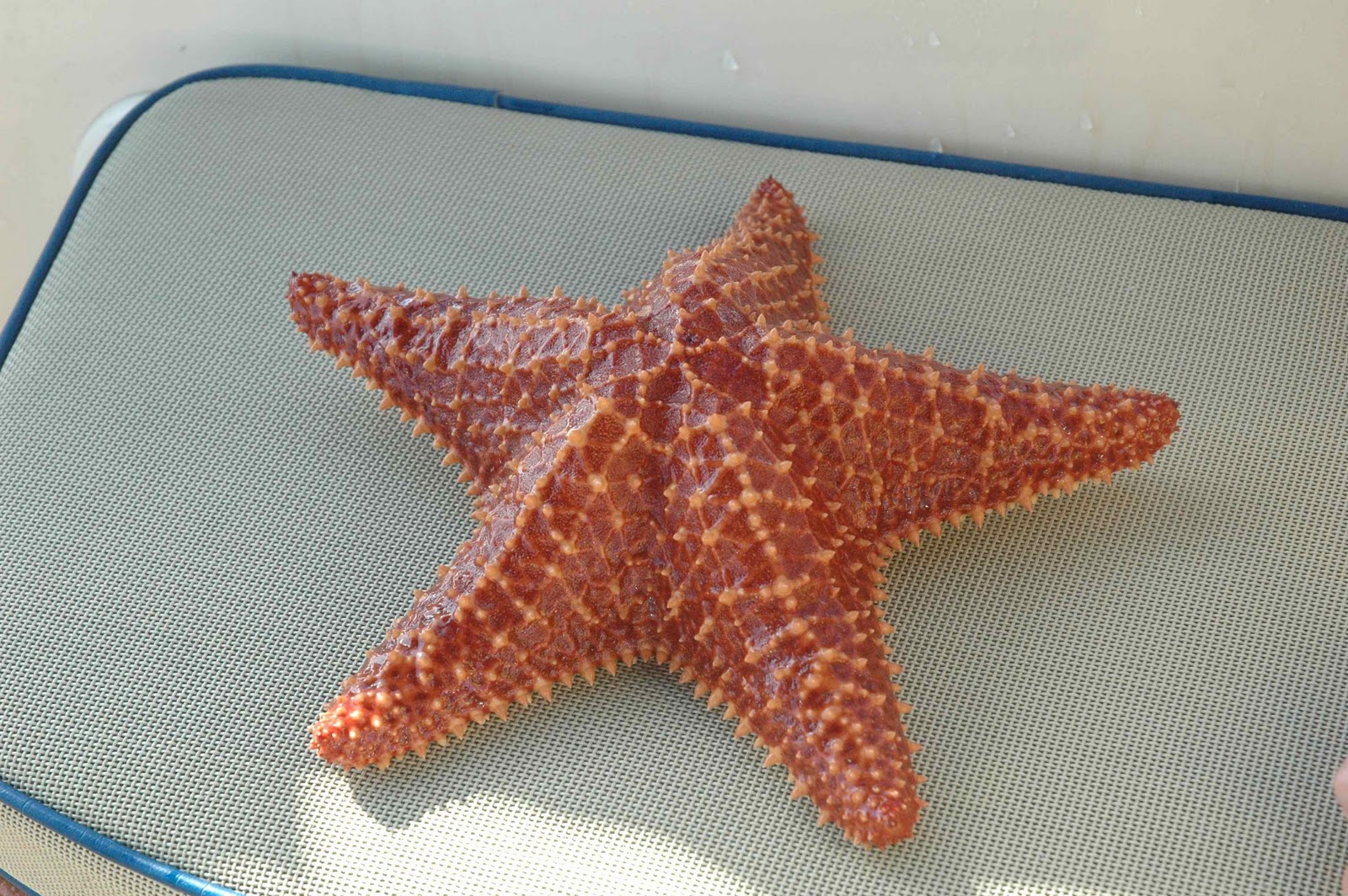 Segwun at Sea: A star fish comes to visit