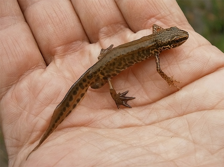 Tritones en la zona de Beranga