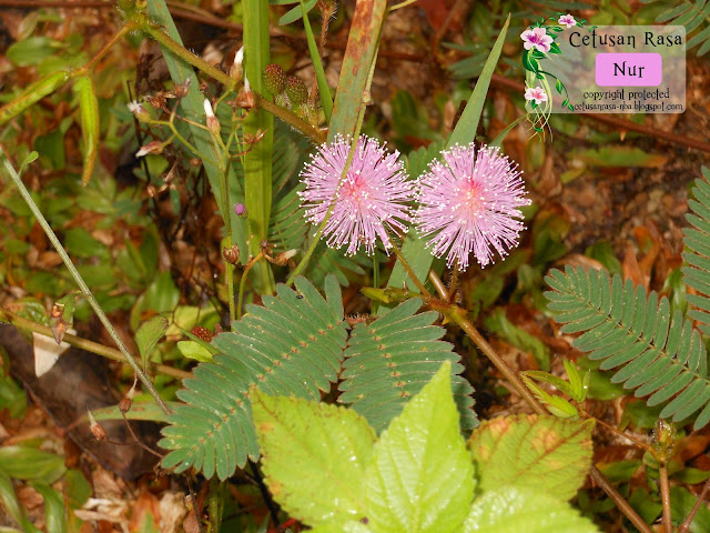 Cetusan Rasa: Contohilah Pohon Semalu