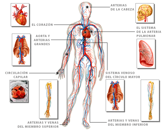 Medicina: La Circulación