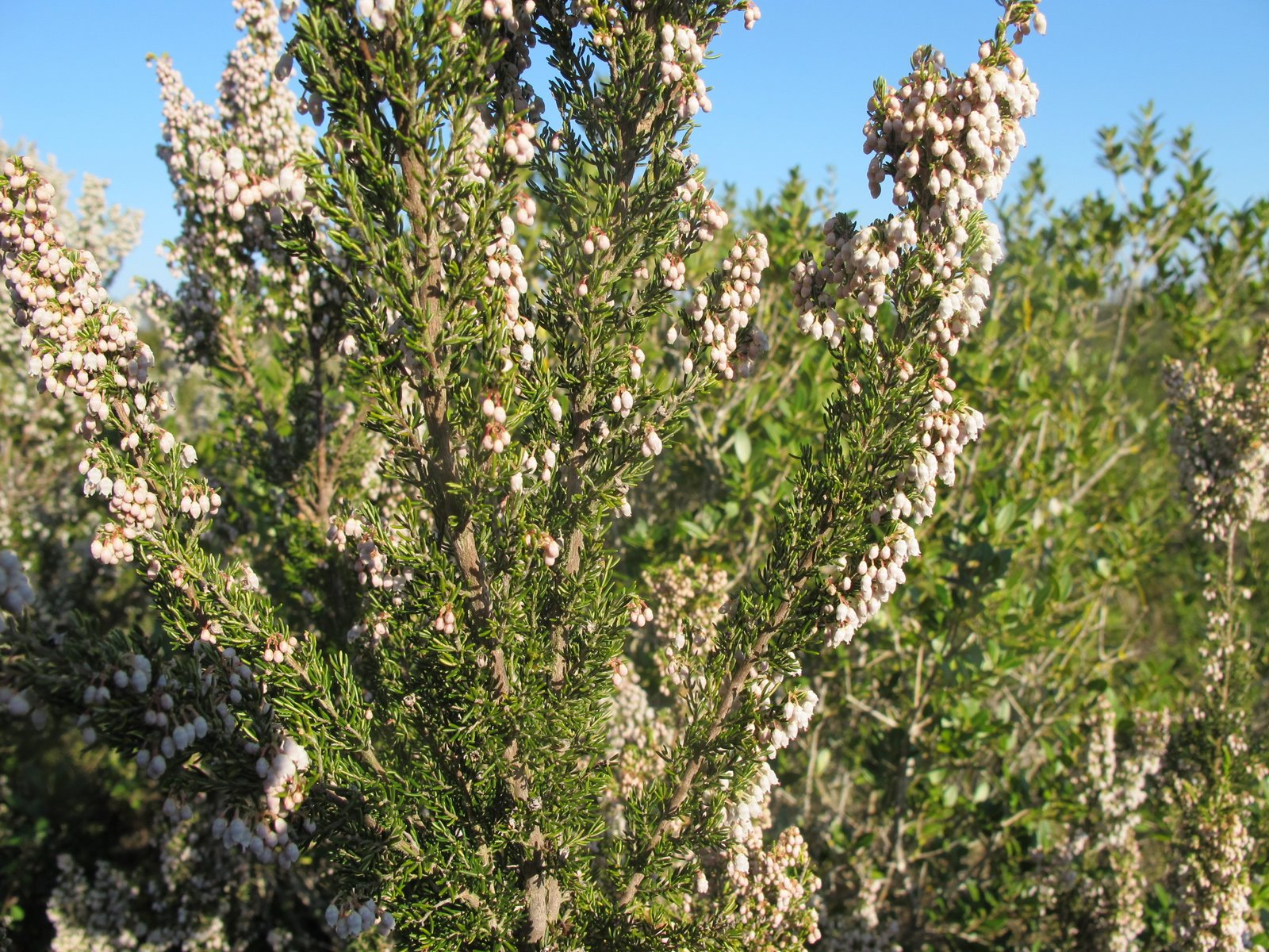 FLORA NEL SALENTO e.. anche altrove: Erica arborea L. - Ericaceae ...