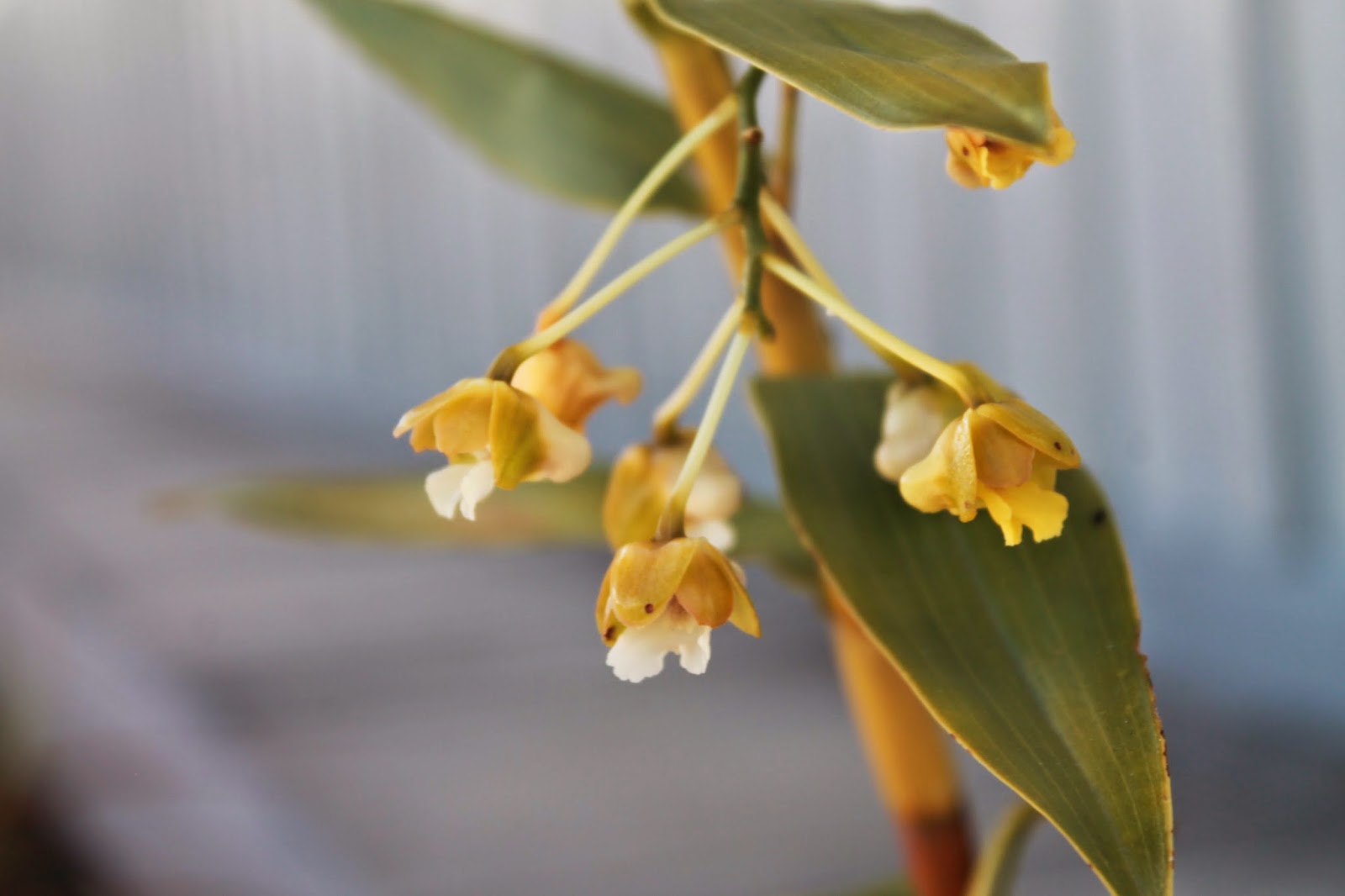 Bunga Papua Terlengkap | Budaya Papua