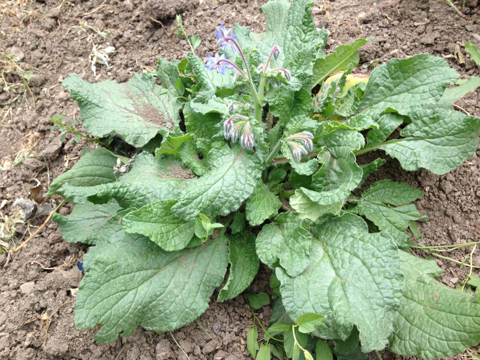 Borraggine, Boragine, Borago