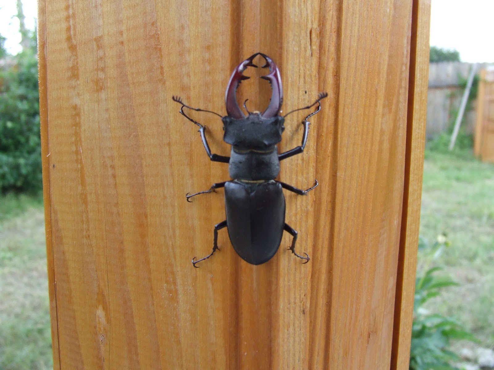 Timp liber: Rădașcă