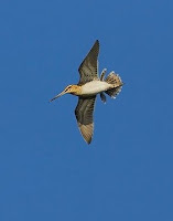The Rattlin' Blog: Camp Creature - The Common Snipe