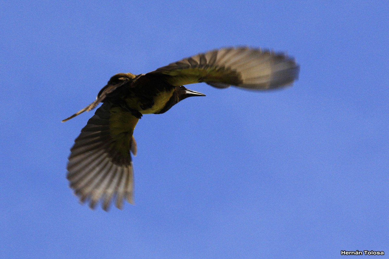 Aves Bonaerenses: Pichón y adultos de pecho amarillo