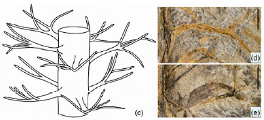 Sciency Thoughts: The first leaves; leafy plant fossils from the Early ...