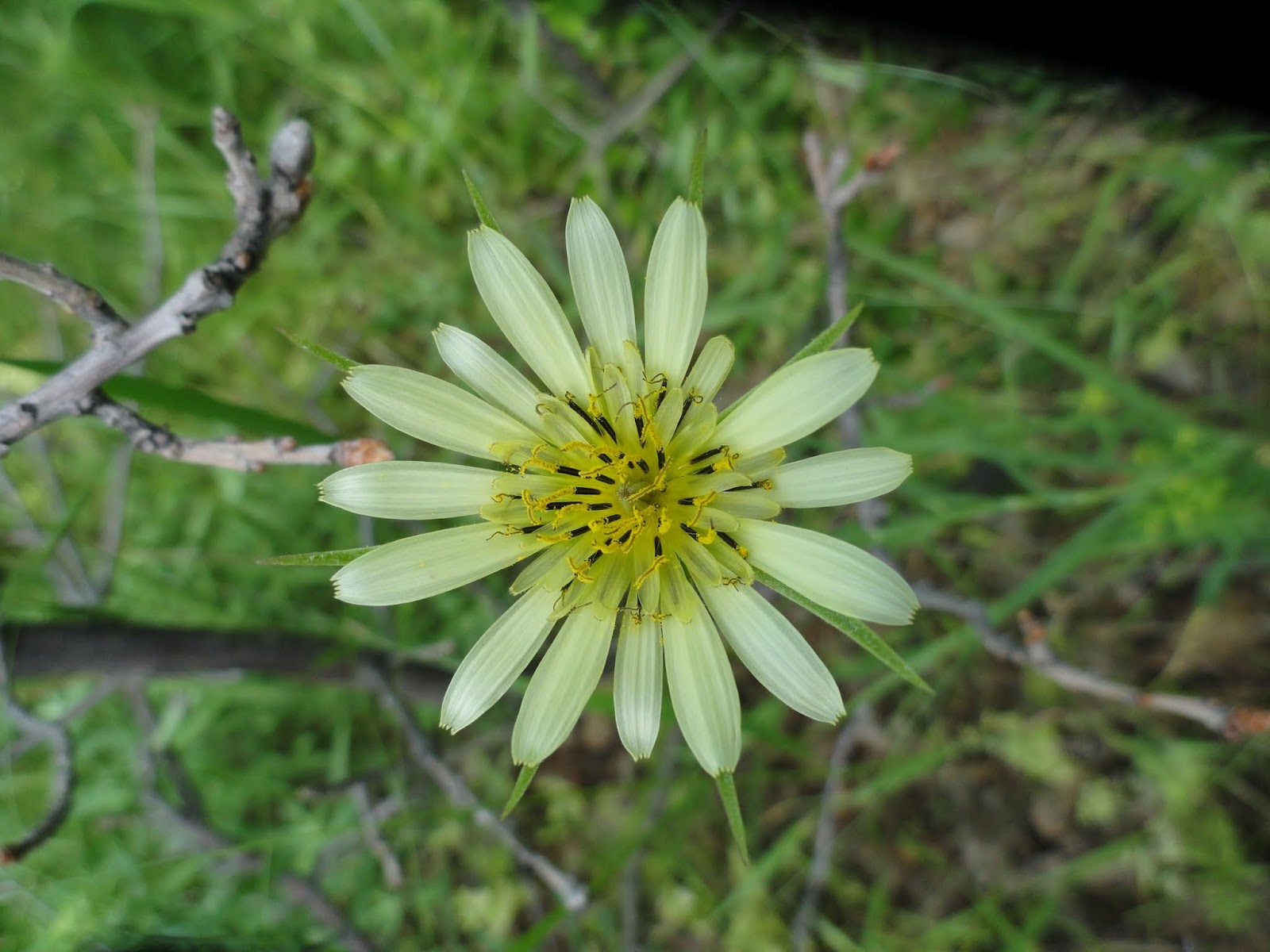 Frumusetile naturii: Barba caprei (Tragopogon dubius)
