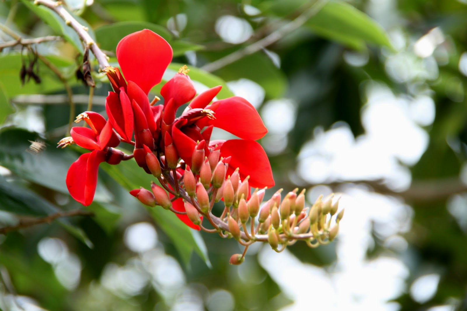 saraca: 豆科：鸡冠刺桐Erythrina fusca Lour.