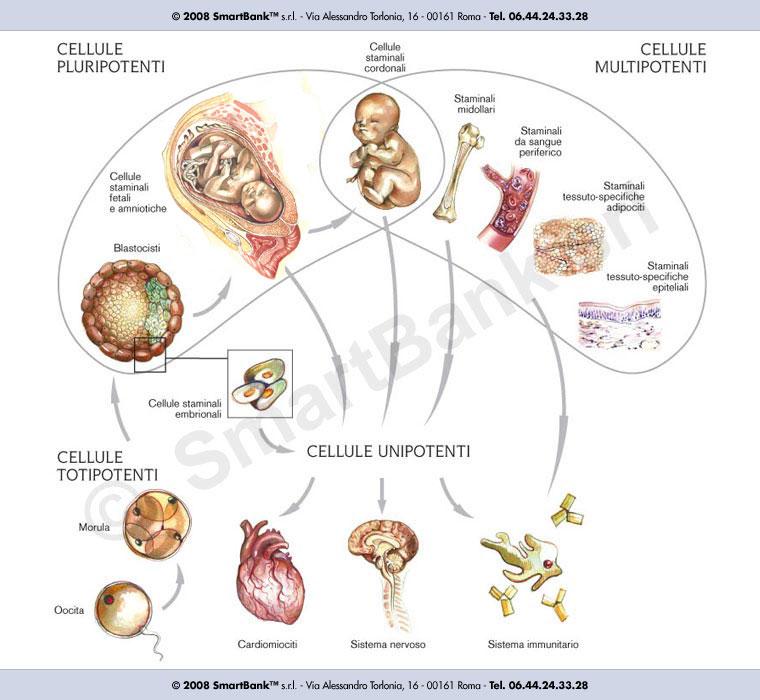 Approfondimenti di Biologia: Cellule staminali