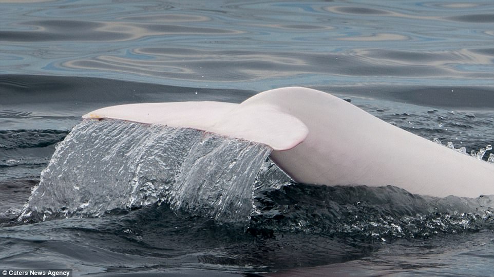White Wolf : Incredibly rare albino dolphin is filmed frolicking off ...