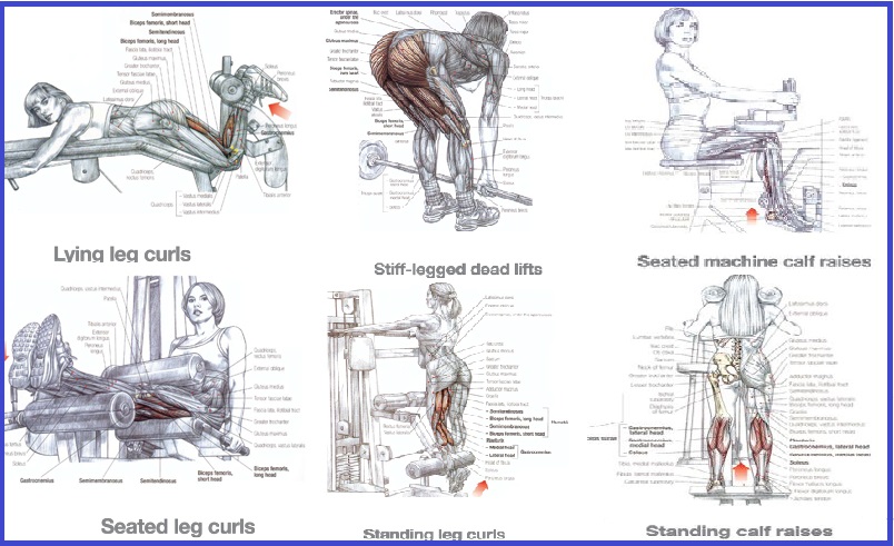 The Top 10 Leg Exercises ~ multiple fitness