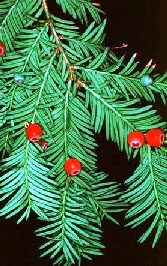 elarbolmiamigo-encinarosa: Taxus baccata / Tejo común / Tejo / Tejón / Taxo