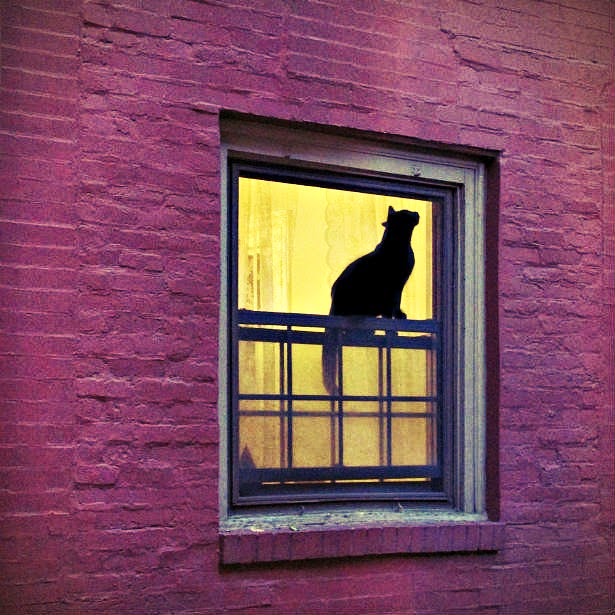 Autumn Photographs: Windows, Lights, And A Cat [ Being Ron ]