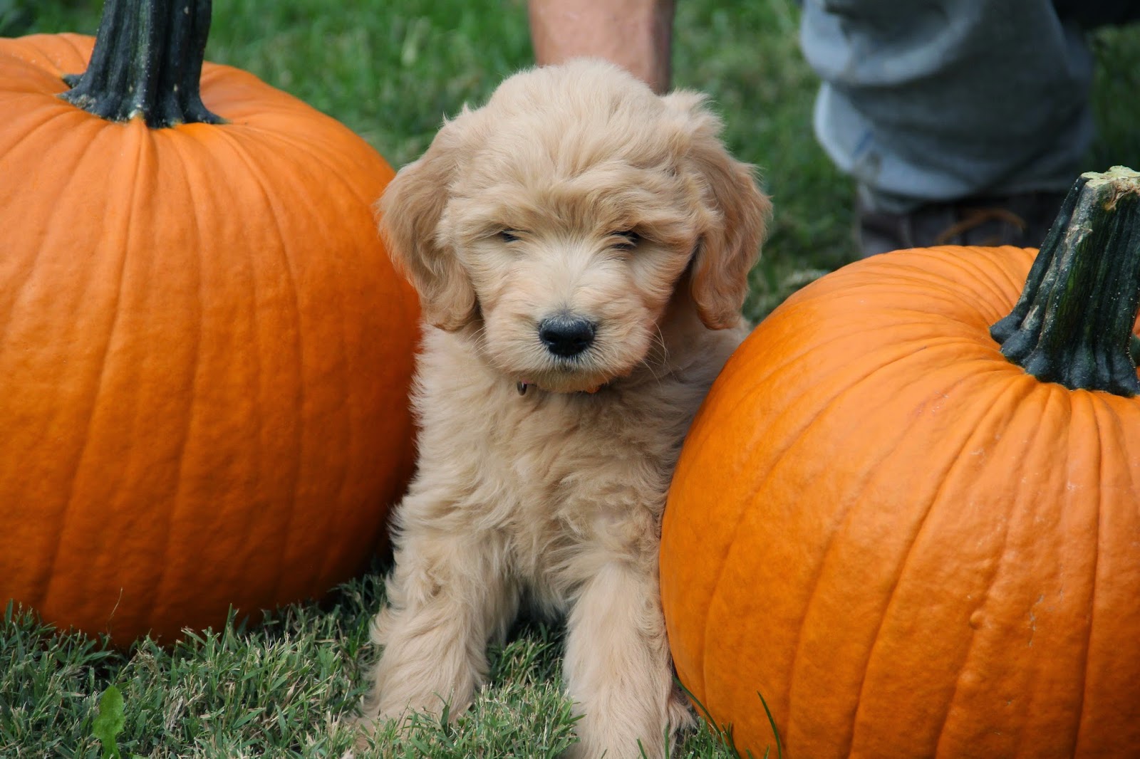 Yesteryear Acres - Doodle Days : Goldendoodle Pumpkins