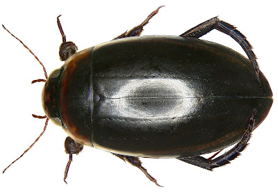 Variety of Life: Hydaticus