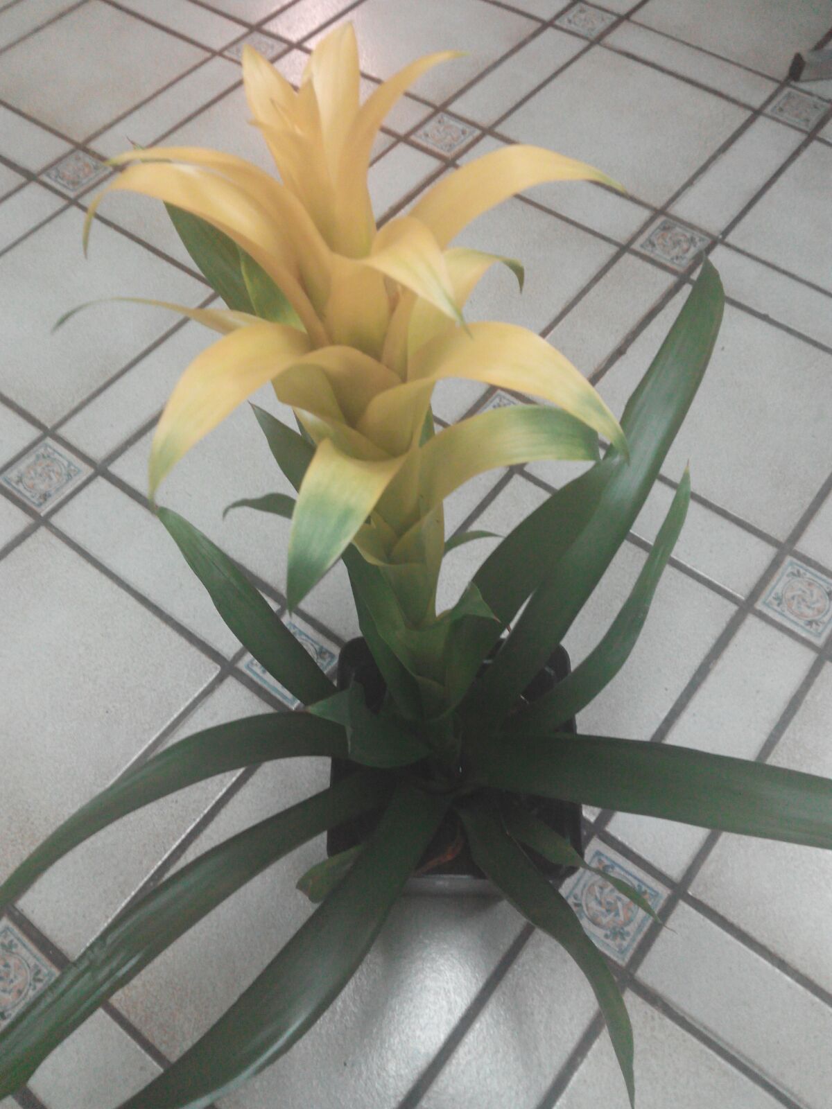 La Mar de VeRde: GUZMANIA