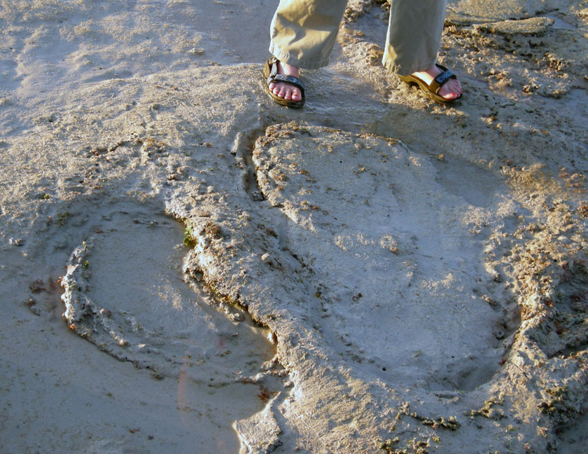 The Great Cretaceous Walk: The Dinosaur Tracks of Western Australia May ...