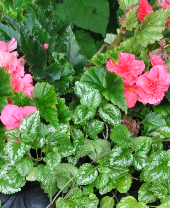 Three Dogs in a Garden: Outsmarted by a Plant! (L is for Lamium)