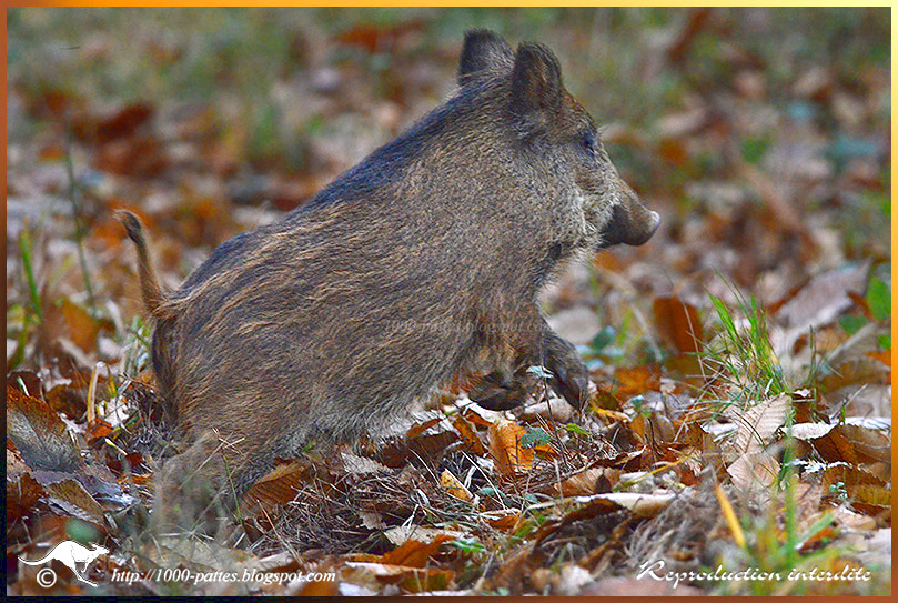 WILDLIFE GATEWAY: Marcassin en vadrouille! - Sus scrofa